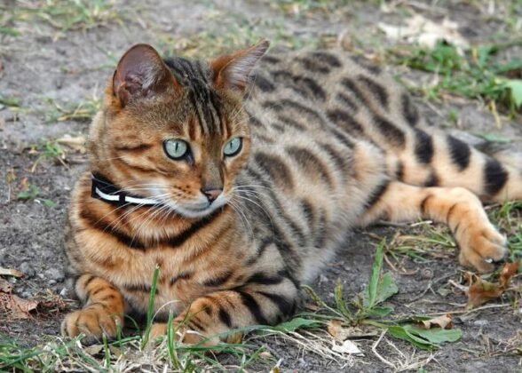 Top 20 Popular Cat Breeds In India: From Bengal To Bombay Cat | Pawn Pets