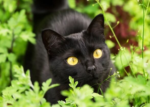 Top 20 Popular Cat Breeds In India: From Bengal To Bombay Cat | Pawn Pets