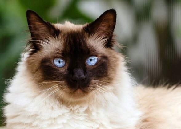Top 20 Popular Cat Breeds In India: From Bengal To Bombay Cat | Pawn Pets