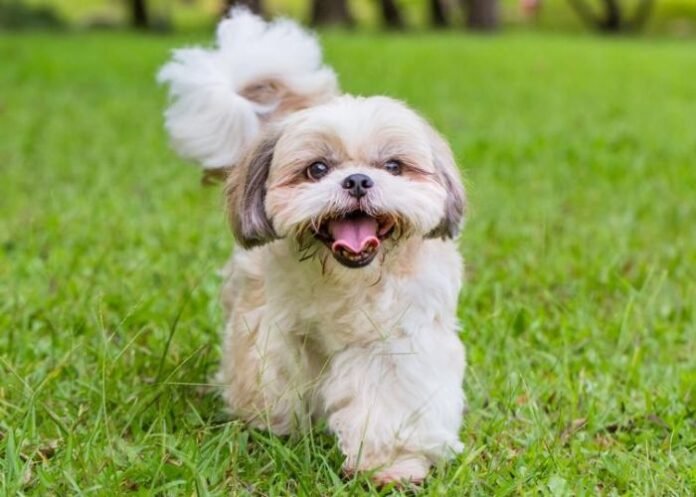 Shih Tzu Price In India 2026: Cost, Factors & Buying Tips | Pawn Pets