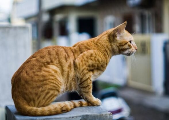 Top 20 Popular Cat Breeds In India: From Bengal To Bombay Cat | Pawn Pets