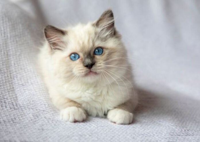 Top 20 Popular Cat Breeds In India: From Bengal To Bombay Cat | Pawn Pets