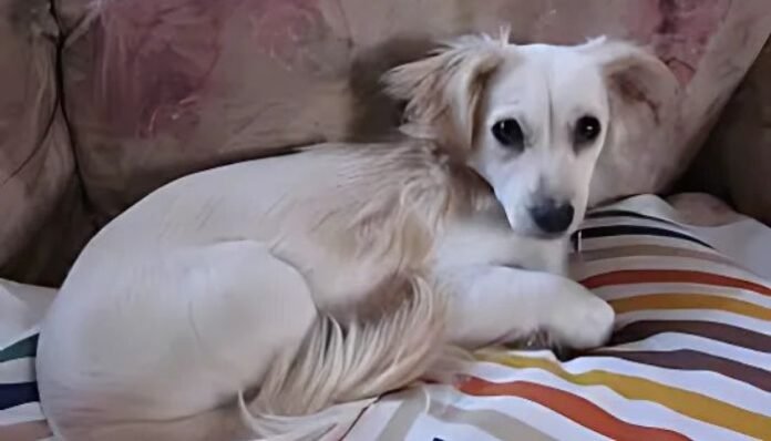 Chiweenie Dog Breed Information, Characteristics & Lifespan