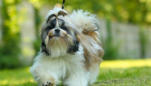 Shih Tzu Dog Breed Information & Characteristics – Pawn Pets