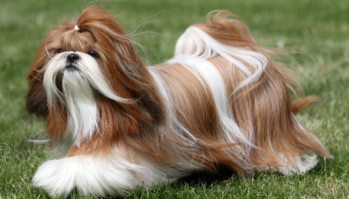 Shih Tzu Dog Breed Information & Characteristics – Pawn Pets