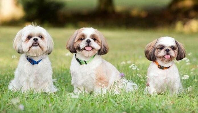 Shih Tzu Dog Breed Information & Characteristics – Pawn Pets