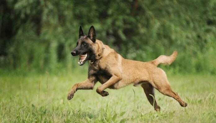 Belgian Malinois Dog Breed Height,Lifespan, Characteristics, Images and ...