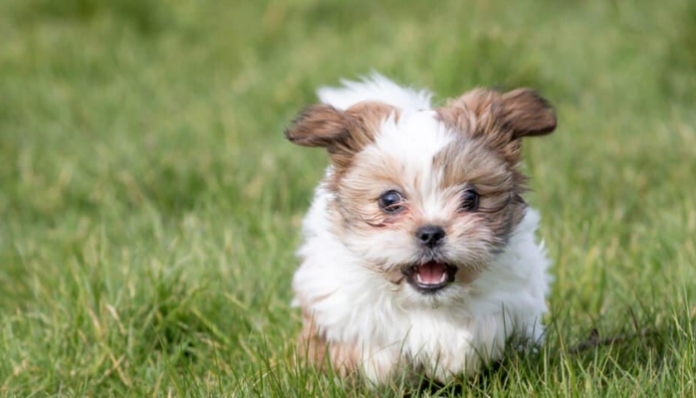 Shih Tzu Dog Breed Information & Characteristics – Pawn Pets