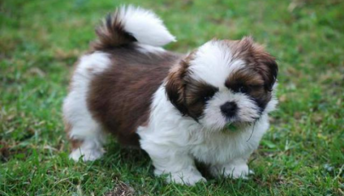 Shih Tzu Dog Breed Information & Characteristics – Pawn Pets