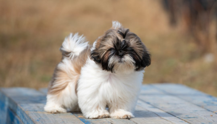 Shih Tzu Dog Breed Information & Characteristics – Pawn Pets
