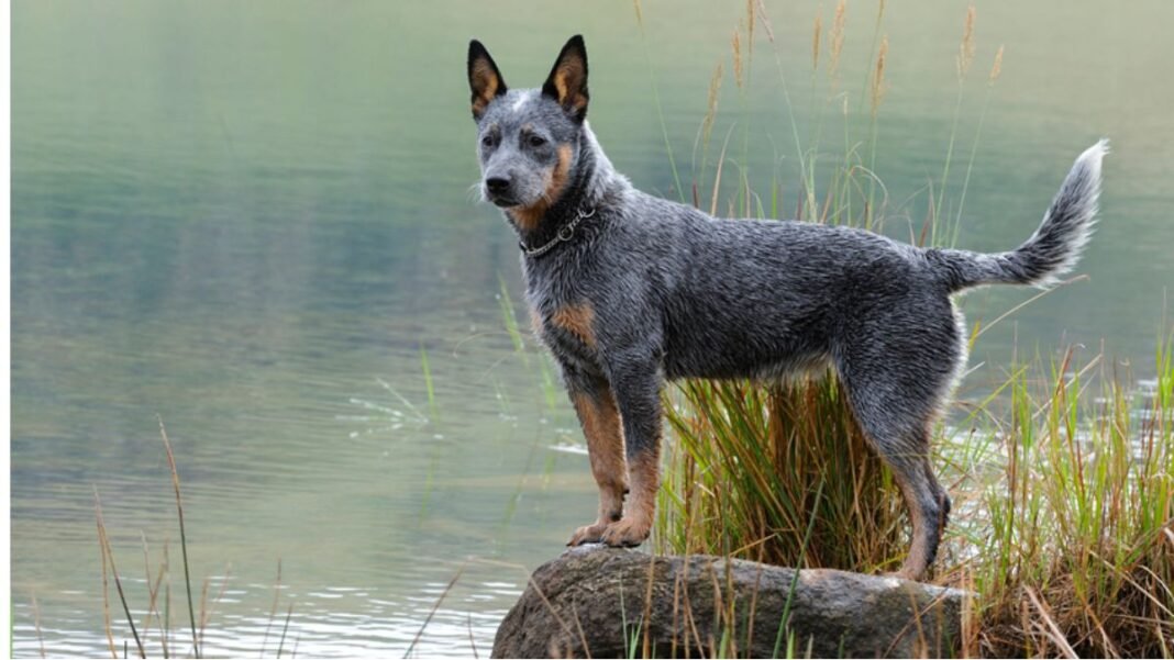 What Kind of Dog is Bluey? A Complete Guide – Pawn Pets