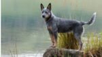 What Kind of Dog is Bluey? A Complete Guide | Pawn Pets