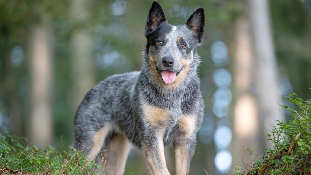 What Are the Dog Breeds of the 'Bluey' Characters?