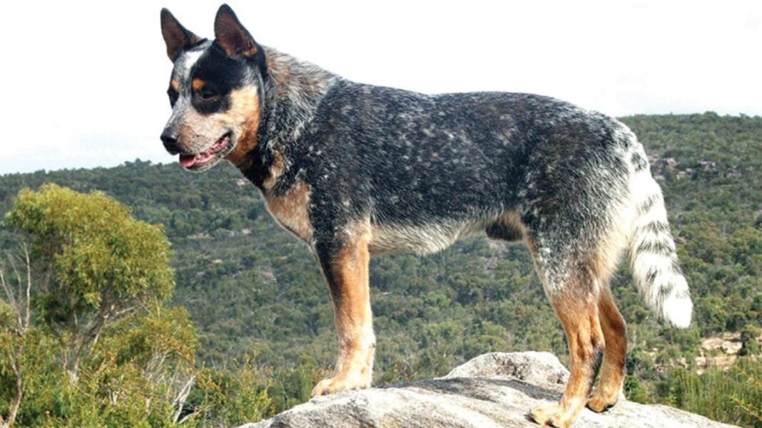 What Kind of Dog is Bluey? A Complete Guide | Pawn Pets