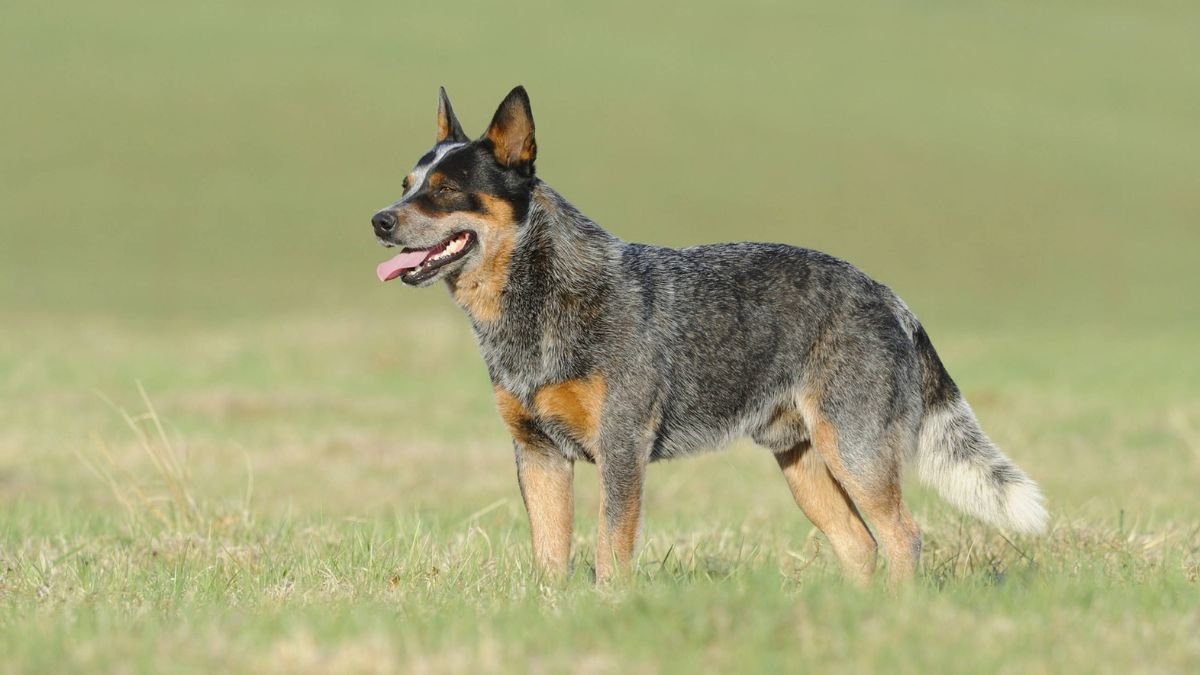 What Kind of Dog is Bluey? A Complete Guide | Pawn Pets