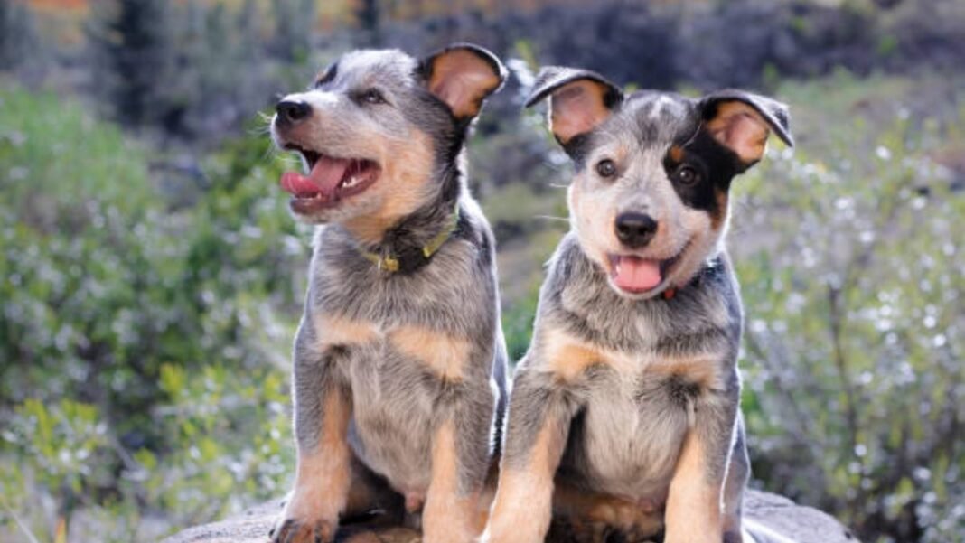 What Kind of Dog is Bluey? A Complete Guide | Pawn Pets