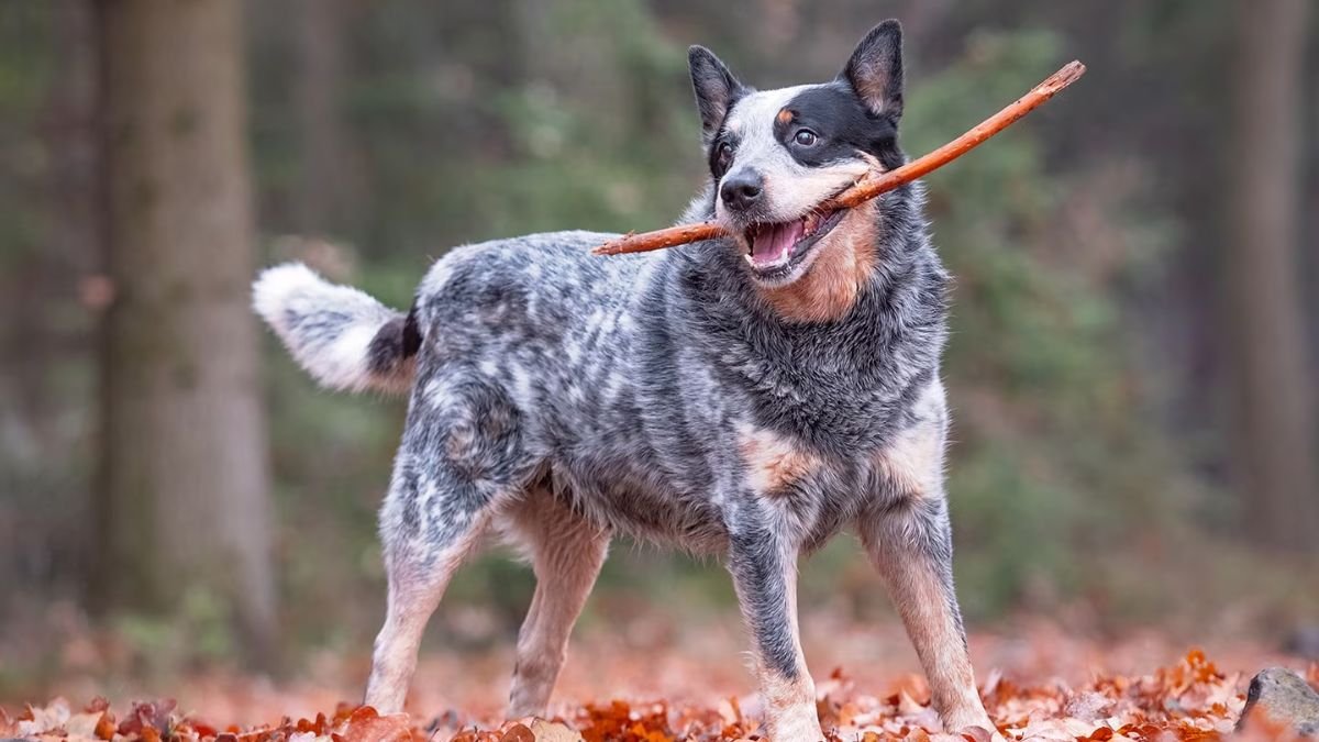 What Kind of Dog is Bluey? A Complete Guide | Pawn Pets
