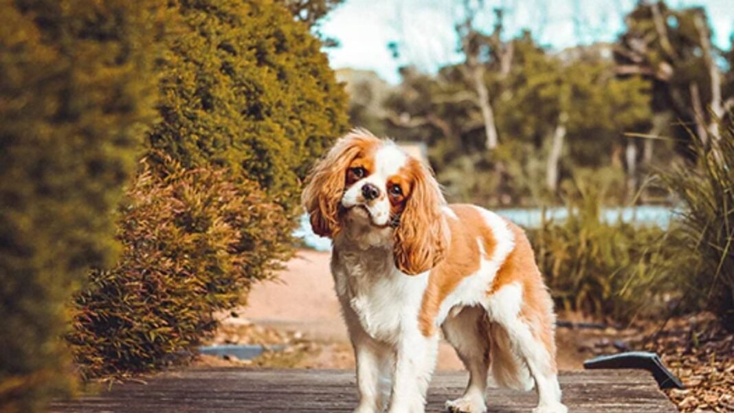 What Are the Dog Breeds of the 'Bluey' Characters?