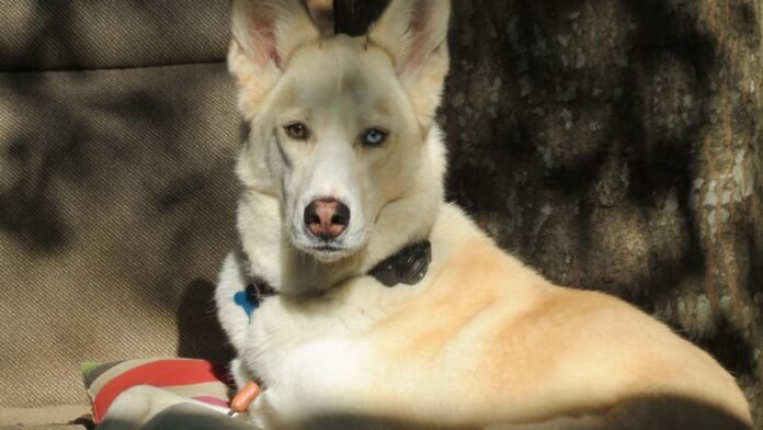 German Shepherd Husky Mix Dog Breed: A Complete Information Guide ...