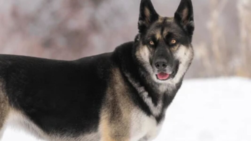 German Shepherd Husky Mix Dog Breed: A Complete Information Guide ...