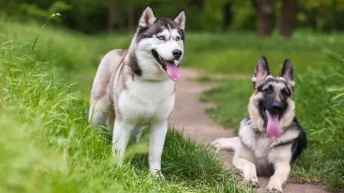German Shepherd Husky Mix Dog Breed: A Complete Information Guide ...