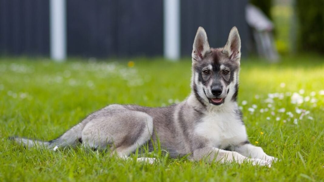 German Shepherd Husky Mix Dog Breed: A Complete Information Guide ...