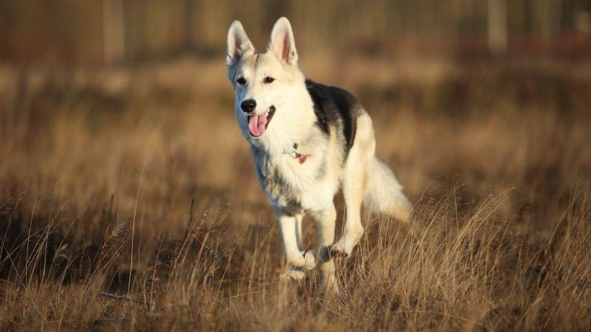 German Shepherd Husky Mix Dog Breed: A Complete Information Guide ...