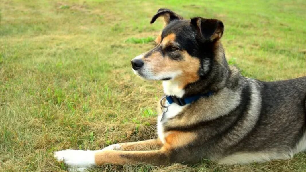 German Shepherd Husky Mix Dog Breed: A Complete Information Guide ...