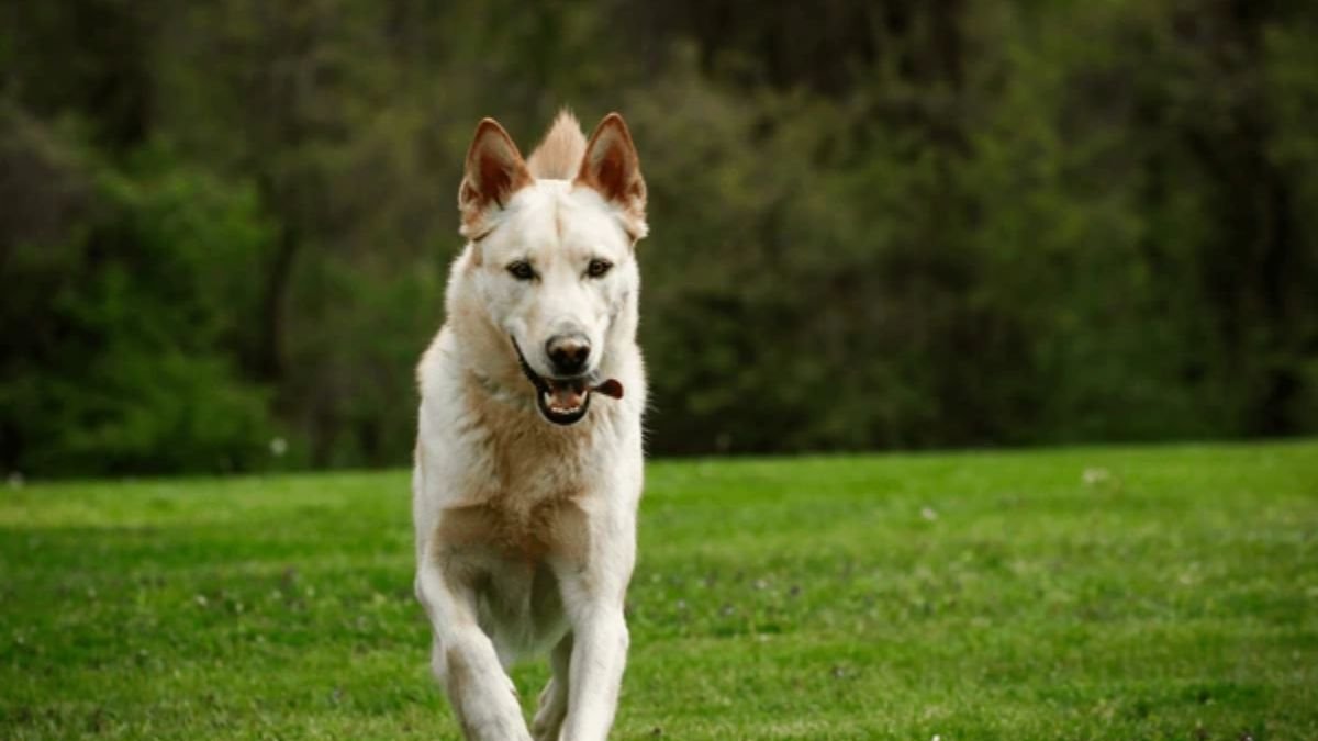German Shepherd Husky Mix Dog Breed: A Complete Information Guide ...