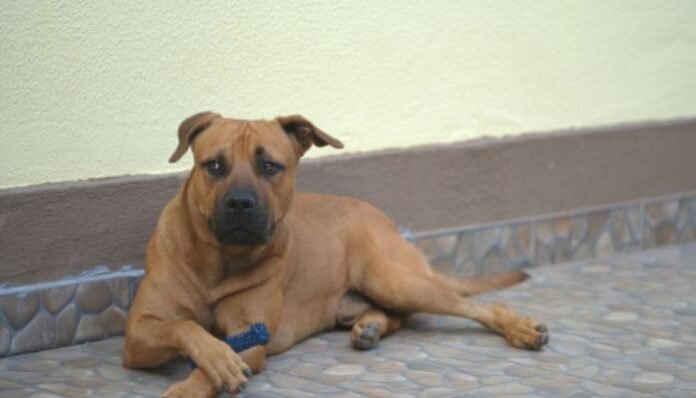 German Shepherd Pit Bull Mix Dog Breed: Temperament and Health Care