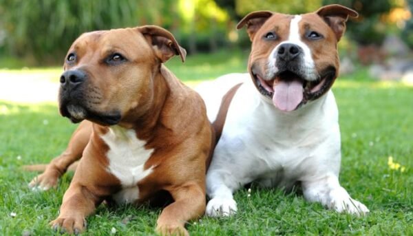 German Shepherd Pit Bull Mix Dog Breed: Temperament and Health Care