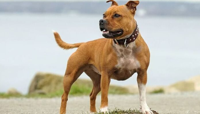 German Shepherd Pit Bull Mix Dog Breed: Temperament and Health Care