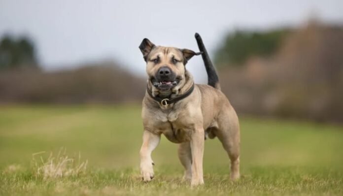 German Shepherd Pit Bull Mix Dog Breed: Temperament and Health Care