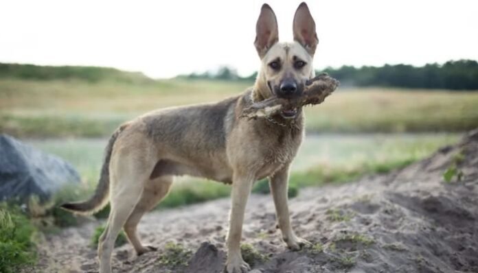 German Shepherd Pit Bull Mix Dog Breed: Temperament and Health Care
