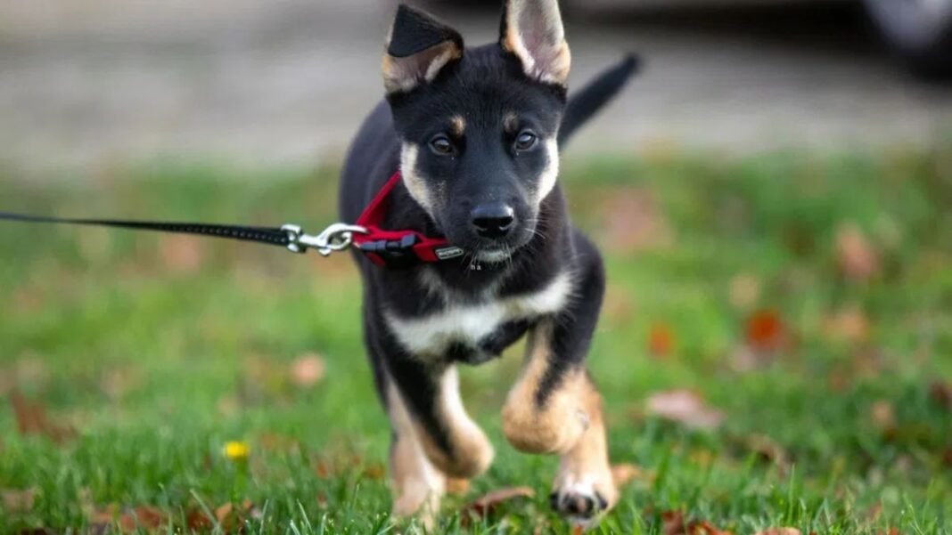 German Shepherd Husky Mix Dog Breed: A Complete Information Guide ...