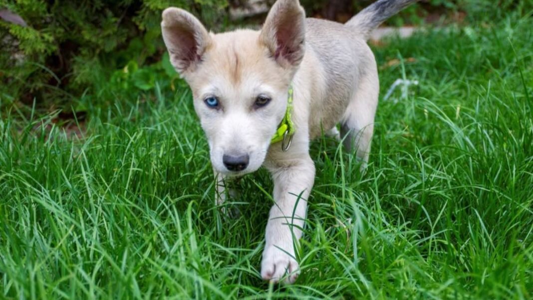 German Shepherd Husky Mix Dog Breed: A Complete Information Guide ...