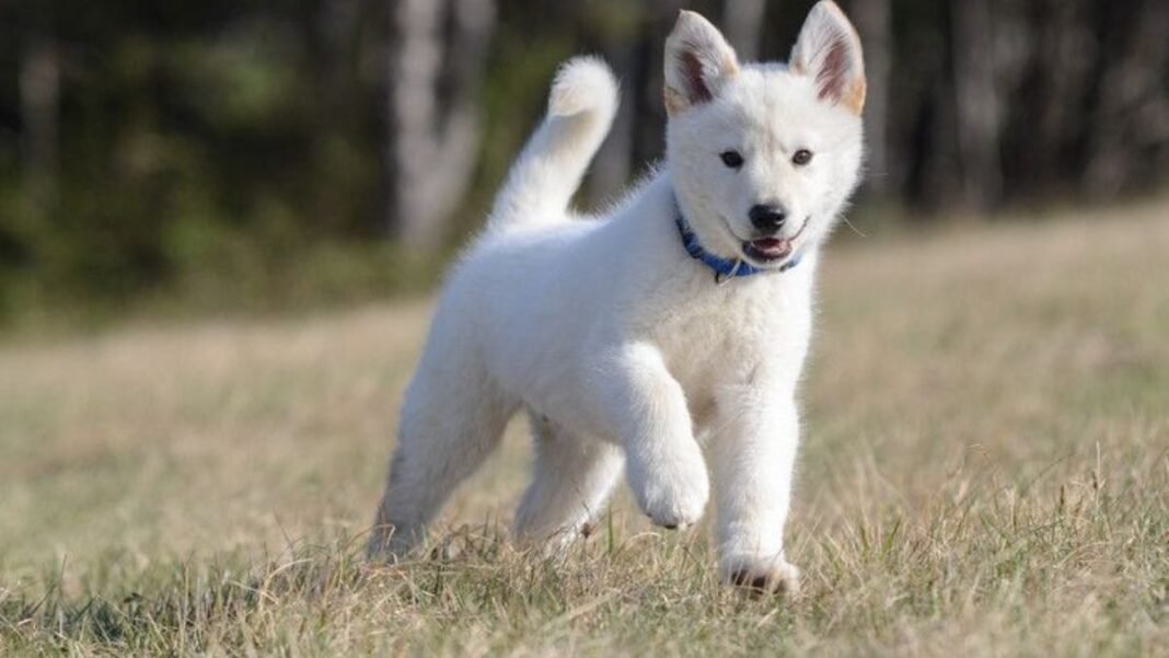German Shepherd Husky Mix Dog Breed: A Complete Information Guide ...