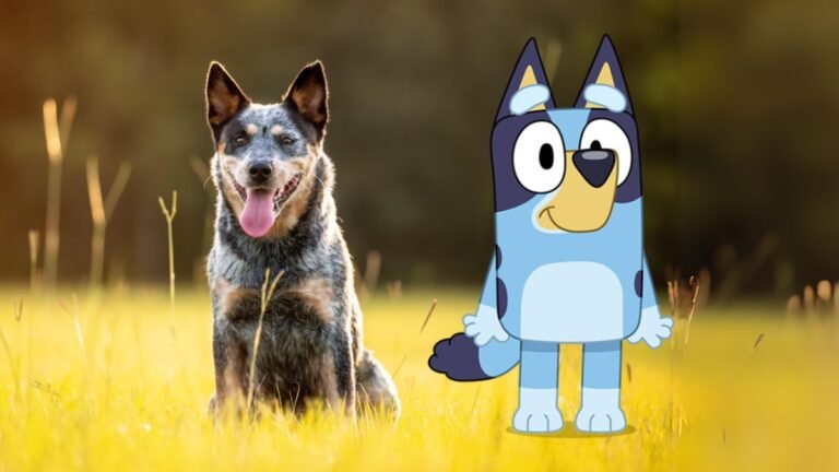 What Kind of Dog is Bluey? A Complete Guide | Pawn Pets