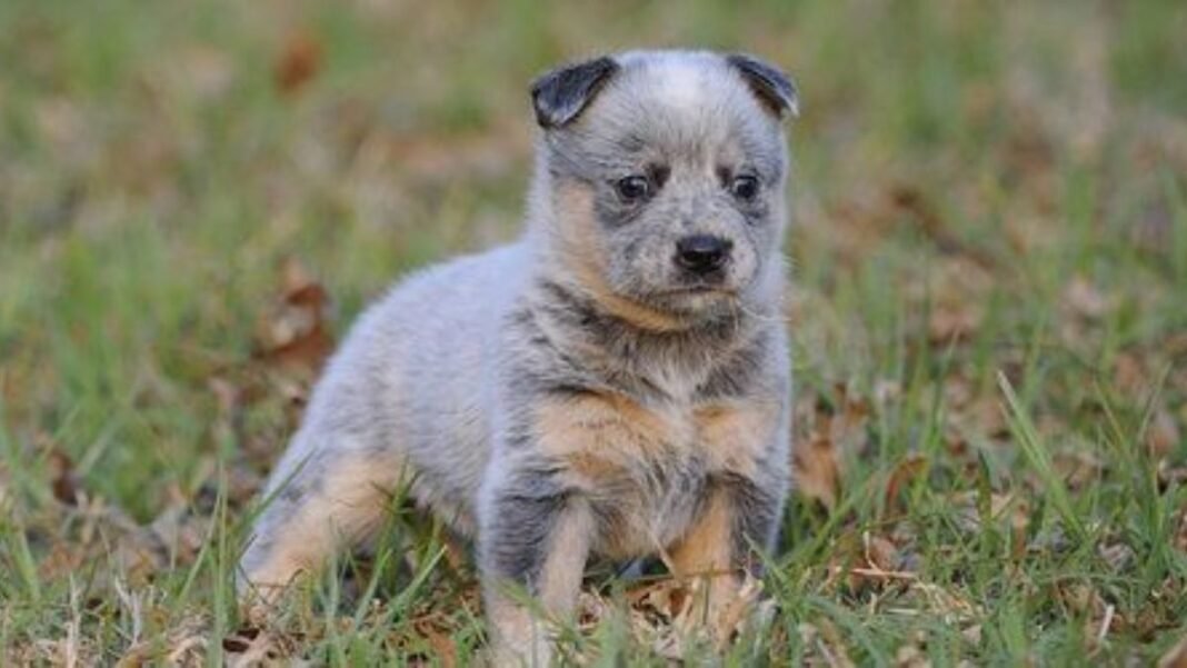 What Kind of Dog is Bluey? A Complete Guide – Pawn Pets