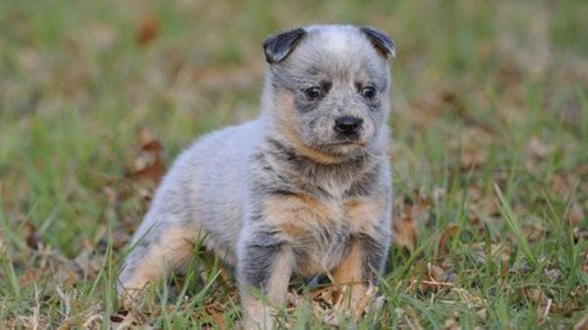 What Kind of Dog is Bluey? A Complete Guide – Pawn Pets