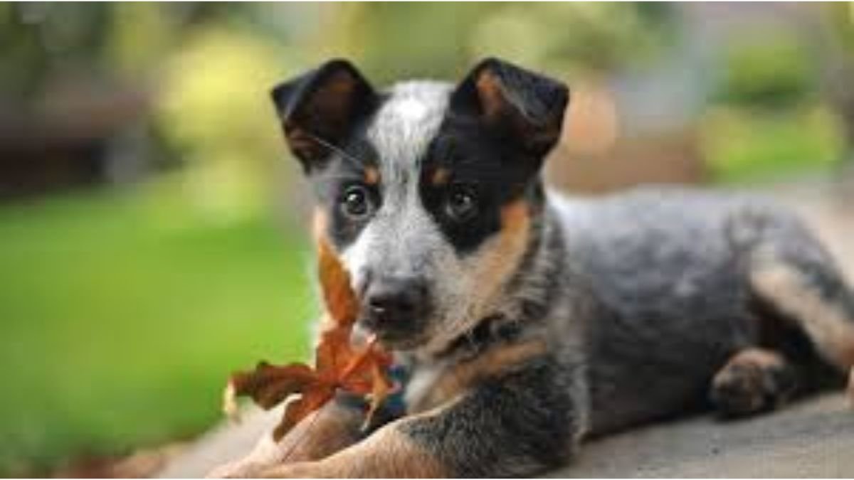 What Kind of Dog is Bluey? A Complete Guide | Pawn Pets