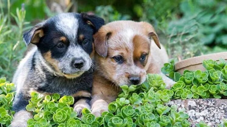 What Kind of Dog is Bluey? A Complete Guide | Pawn Pets