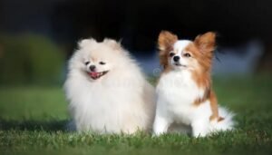 Papillon Dog Breed: History, Physical Characteristics Temperament and ...