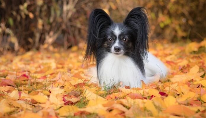 Papillon Dog Breed: History, Characteristics and Personality