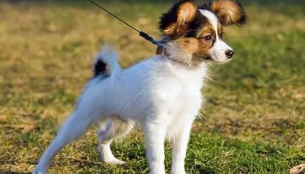 Papillon Dog Breed: History, Physical Characteristics Temperament and ...