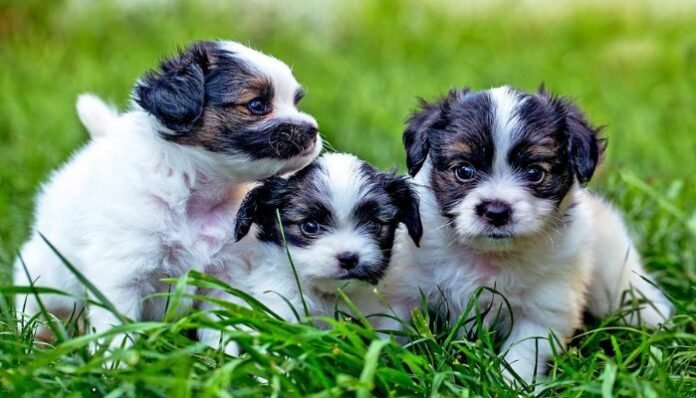 Papillon Dog Breed: History, Physical Characteristics Temperament and ...