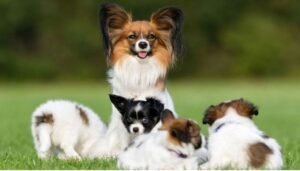 Papillon Dog Breed: History, Physical Characteristics Temperament and ...