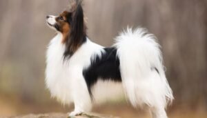 Papillon Dog Breed: History, Physical Characteristics Temperament and ...