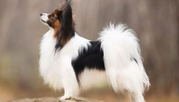Papillon Dog Breed: History, Characteristics and Personality