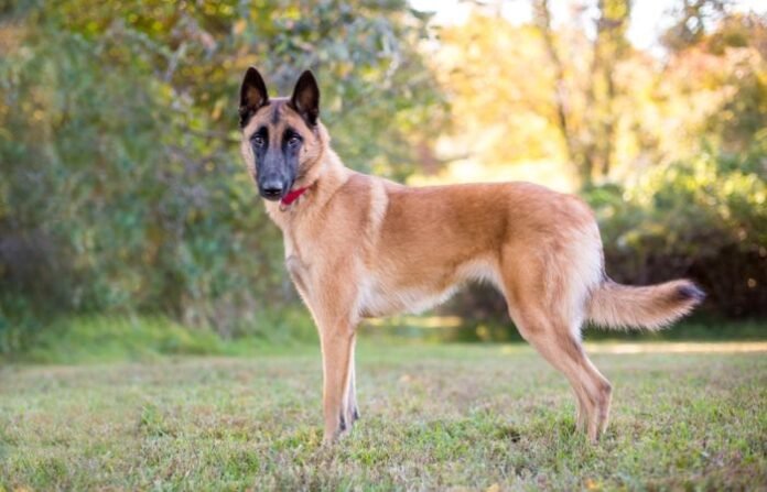 Belgian Malinois Dog Breed Height, Lifespan, Characteristics, Price and ...